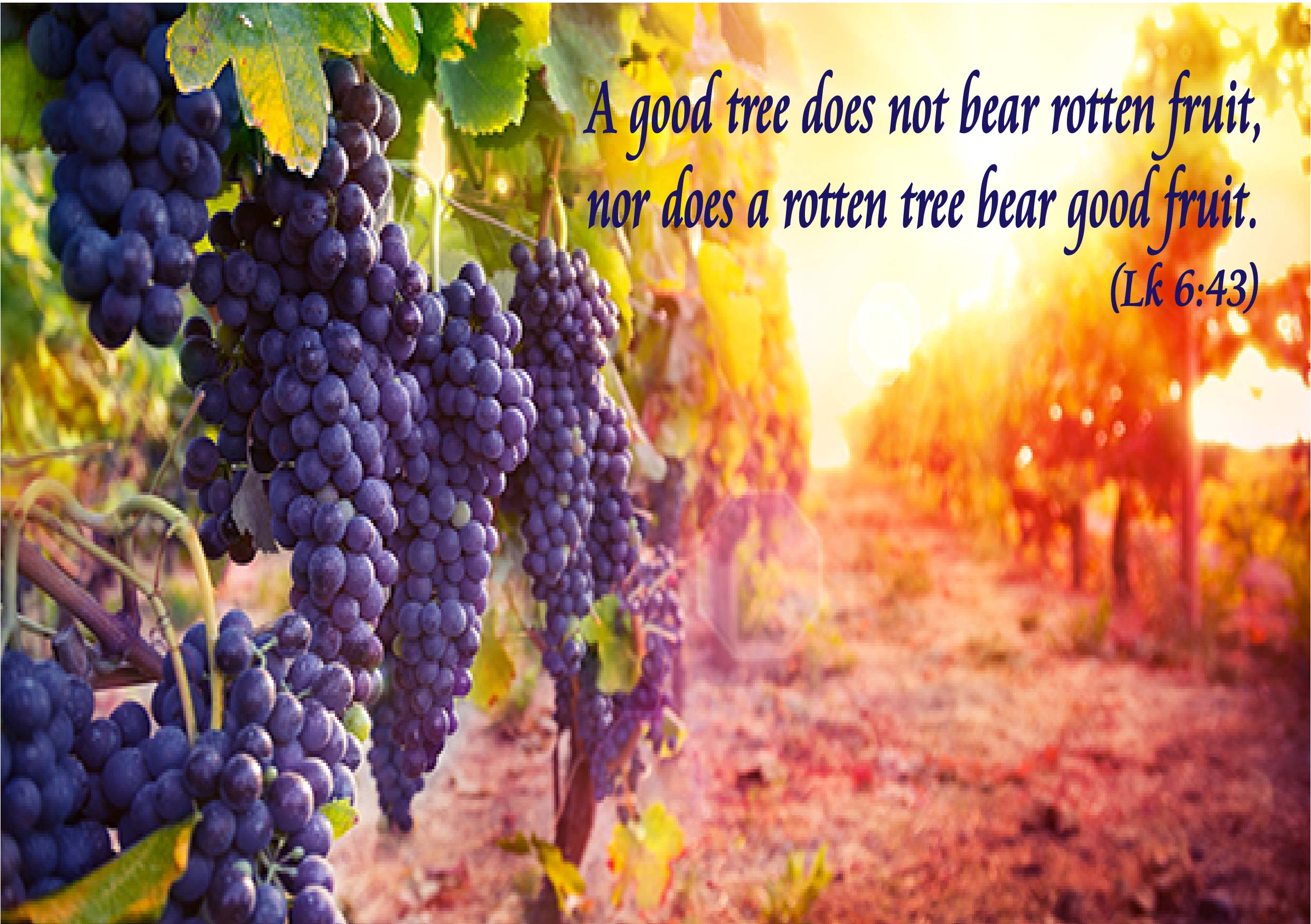 27th February 2022 Eighth Sunday in Ordinary Time – 天主教聖方濟堂